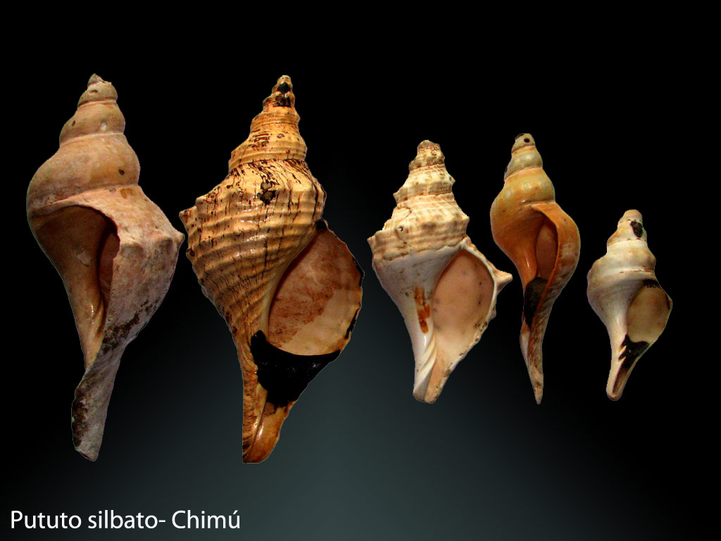 ACERVO LEISTENSCHNEIDER